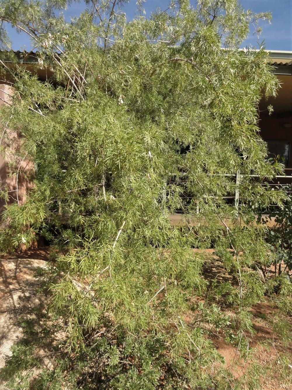 Western Wonga Vine (Pandorea doratoxylon) - Garden.org