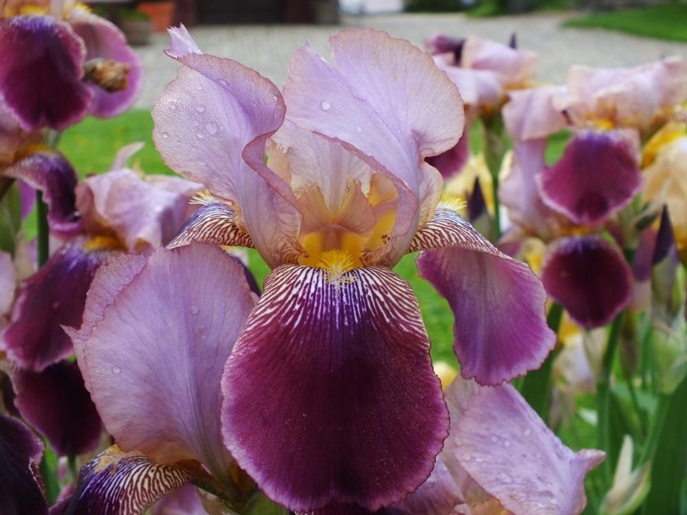 Tall Bearded Iris (Iris 'Don Juan') in the Irises Database - Garden.org