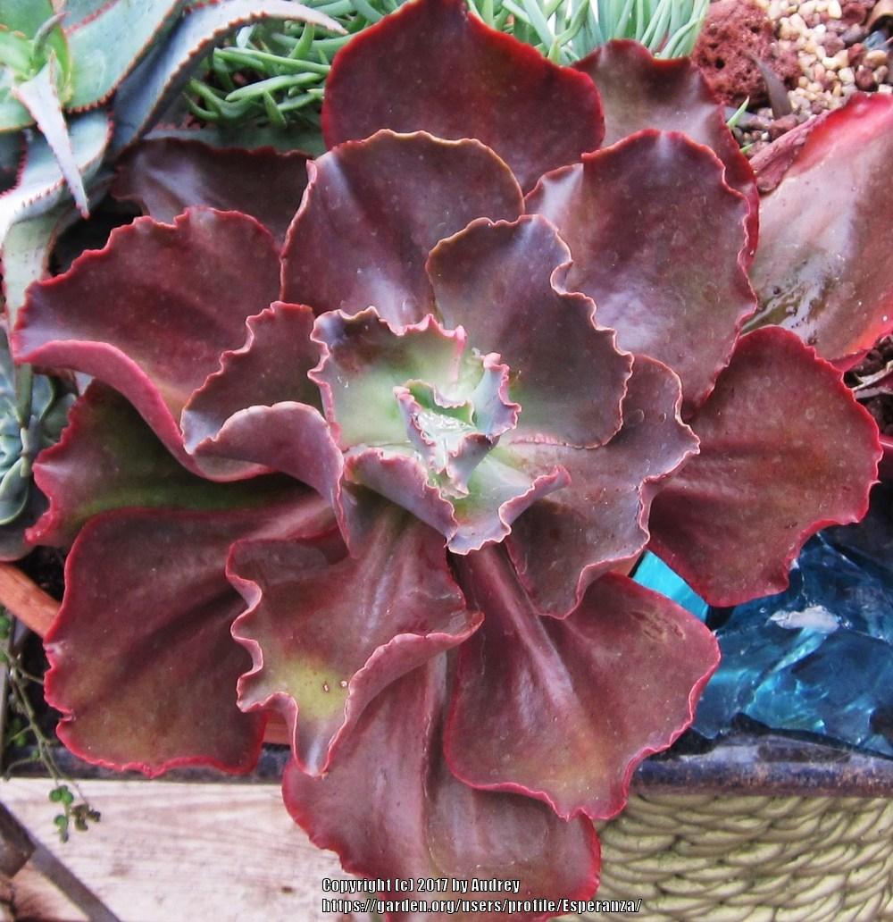 Photo of the entire plant of Echeveria 'Ruffles' posted by Esperanza ...
