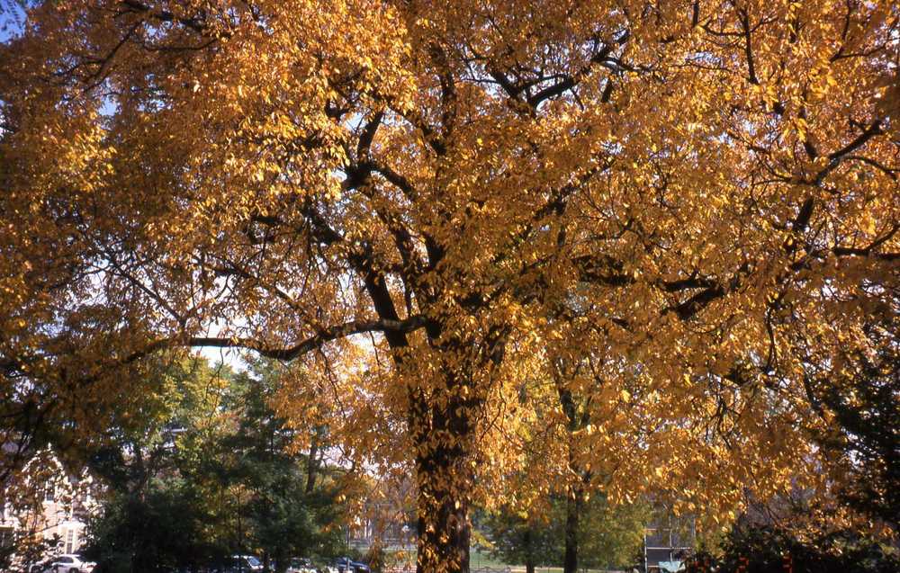 Photo of the fall color of American Elm (Ulmus americana) posted by ...