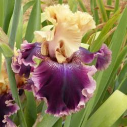 Tall Bearded Iris (Iris 'But Darling') in the Irises Database - Garden.org