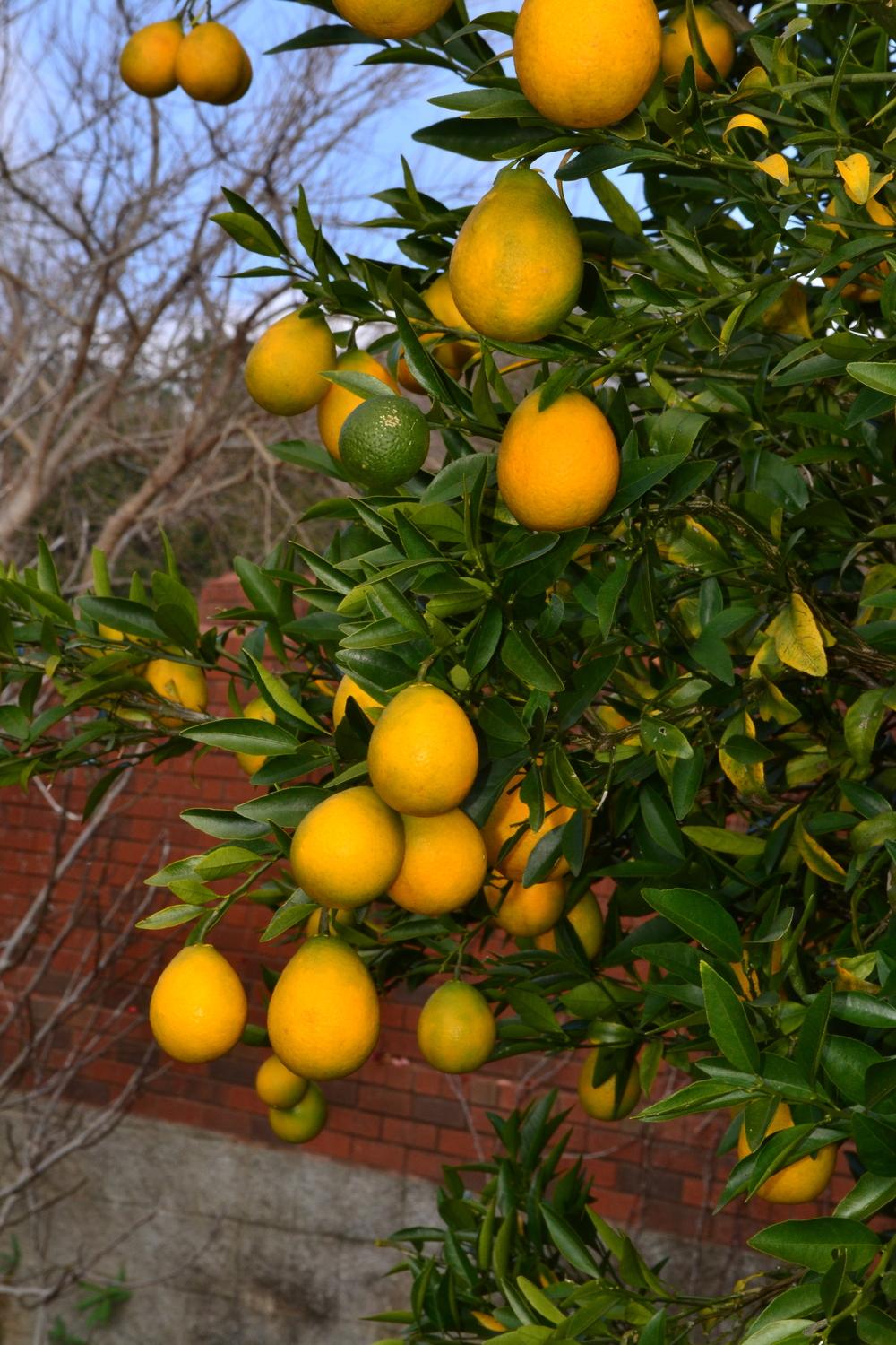 Thomasville citrangequat in the Plant ID forum - Garden.org