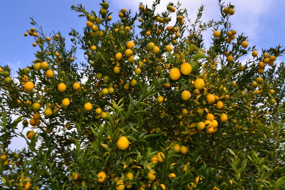 Thomasville citrangequat in the Plant ID forum - Garden.org