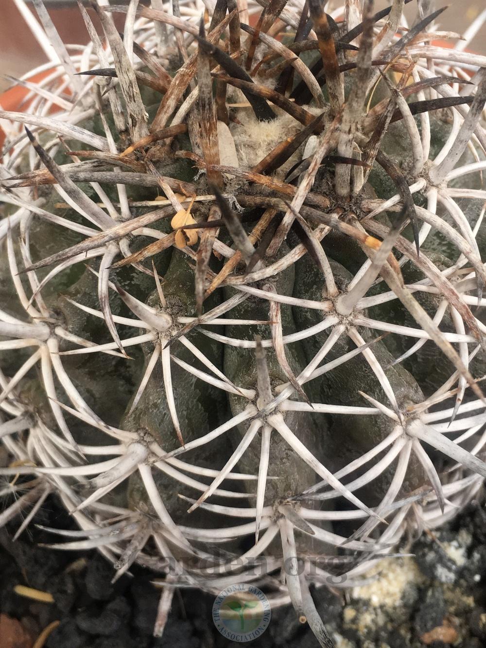 Duro (Copiapoa echinoides) - Garden.org