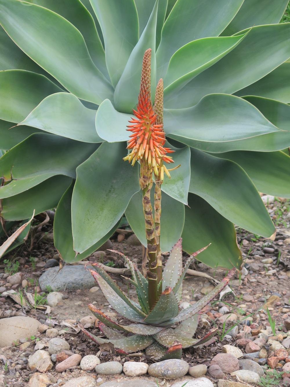 Aloe Microstigma