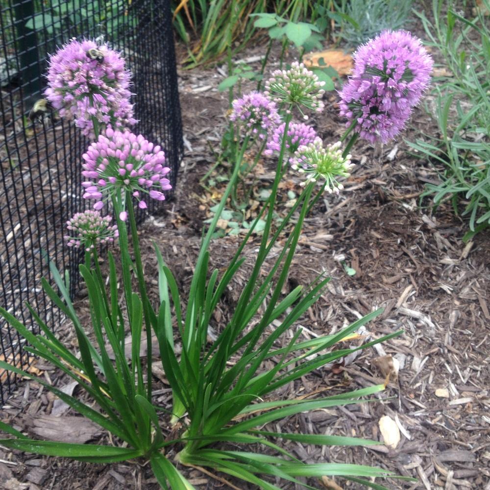 Photo of the entire plant of Ornamental Onion (Allium 'Millenium ...