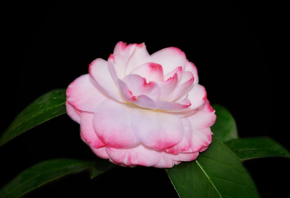 Photo of the bloom of Camellia (Camellia japonica 'Grace Albritton ...