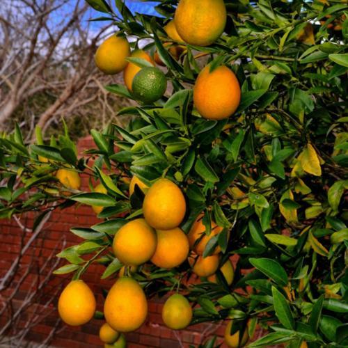 Citrangequat (XFortucitrocirus 'Thomasville') - Garden.org