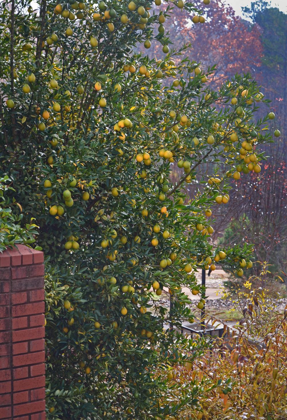 Photo of the entire plant of Citrangequat (XFortucitrocirus ...