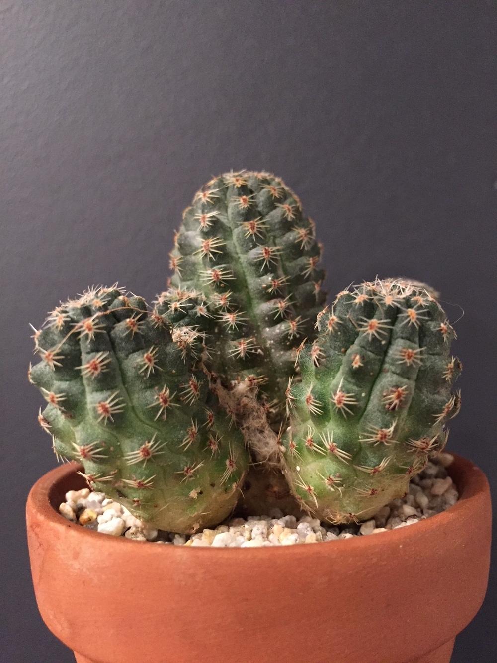 Cactus ID and help in the Cactus and Succulents forum - Garden.org