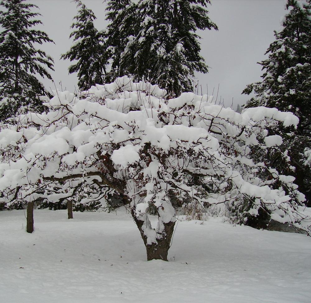 Photo of the winter interest of Apple (Malus domestica 'Sweet Bough ...
