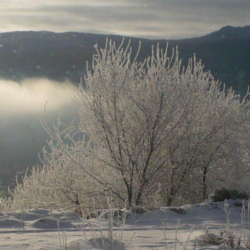 Western Chokecherry (Prunus virginiana var. demissa) - Garden.org