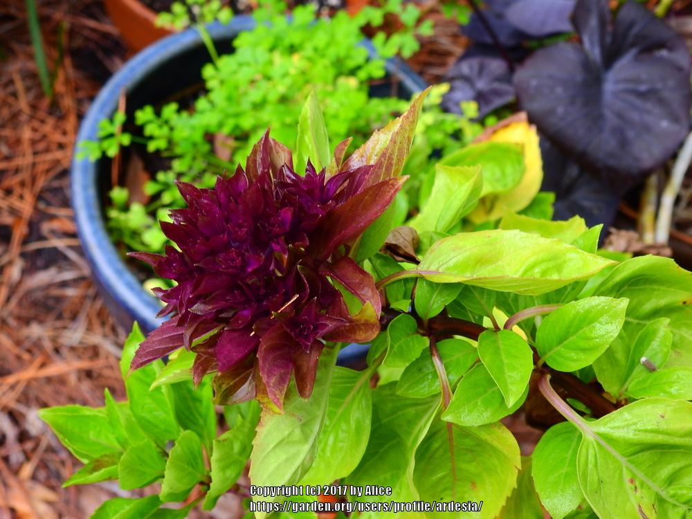 Photo of the bloom of Basil (Ocimum basilicum 'Cardinal') posted by ...