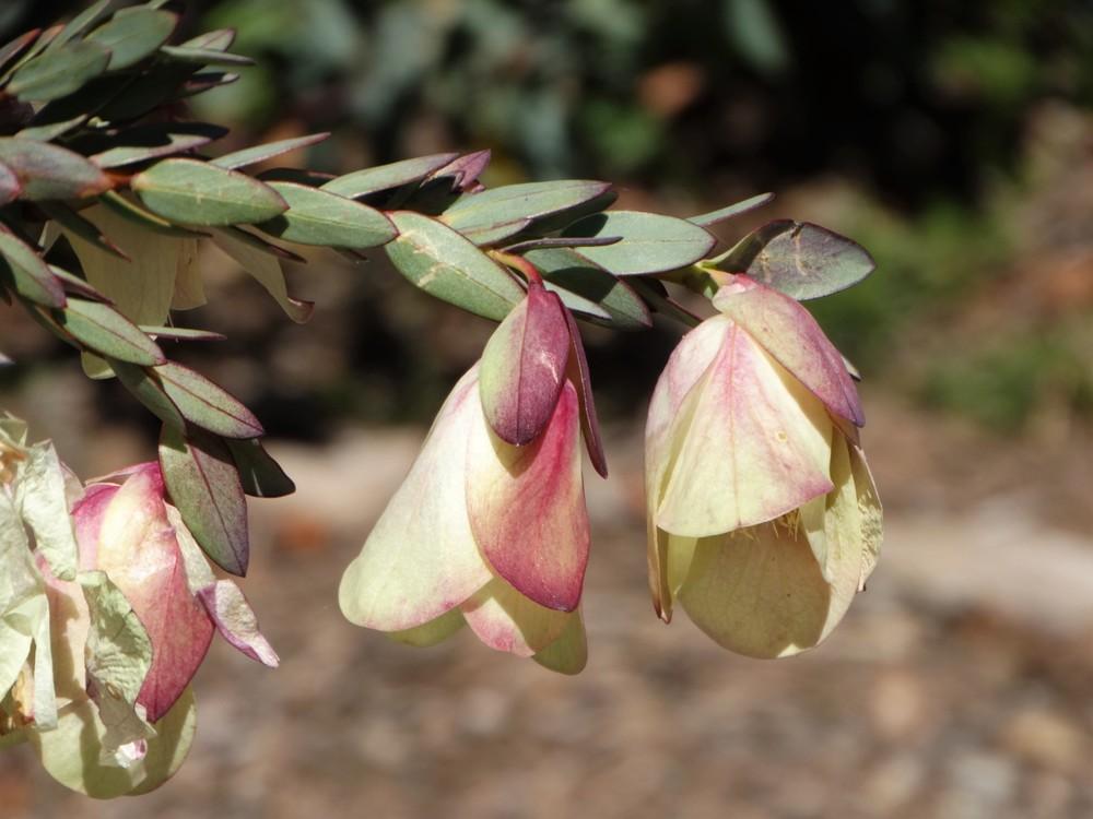 Qualup Bell (Pimelea physodes) - Garden.org