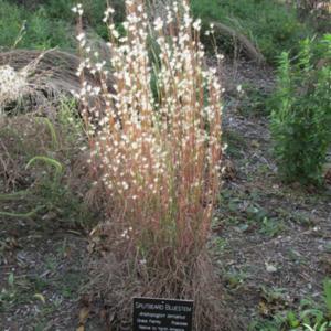Split-Beard Broomsedge (Andropogon ternarius) in the Bluestem Grasses ...
