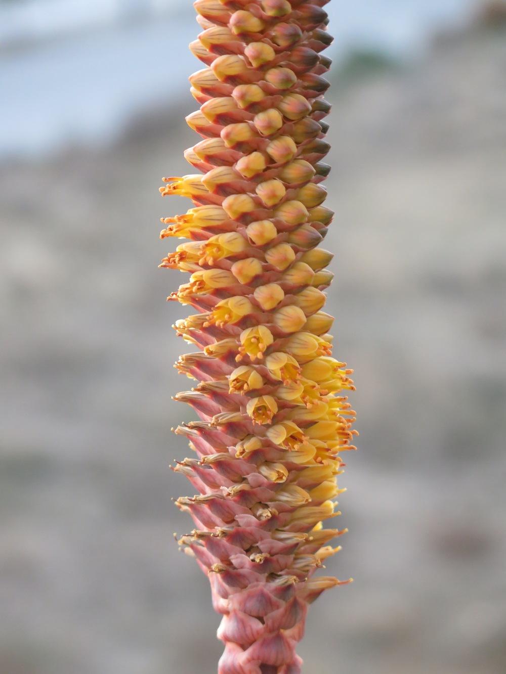 Photo of the bloom of Aloe (Aloe conifera) posted by Baja_Costero ...