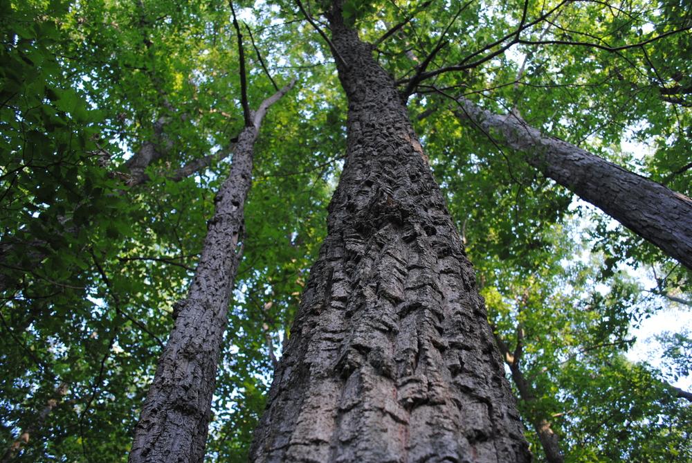 Photo of the stem, scape, stalk or bark of Chestnut Oak (Quercus ...