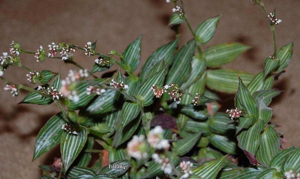 Striped Inch Plant (Callisia gentlei var. elegans) - Garden.org