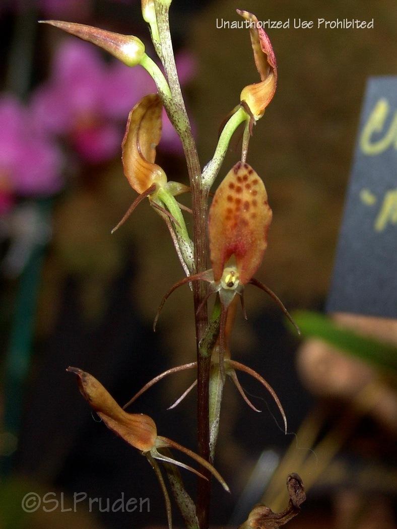 Orchid (Cryptostylis javanica) - Garden.org