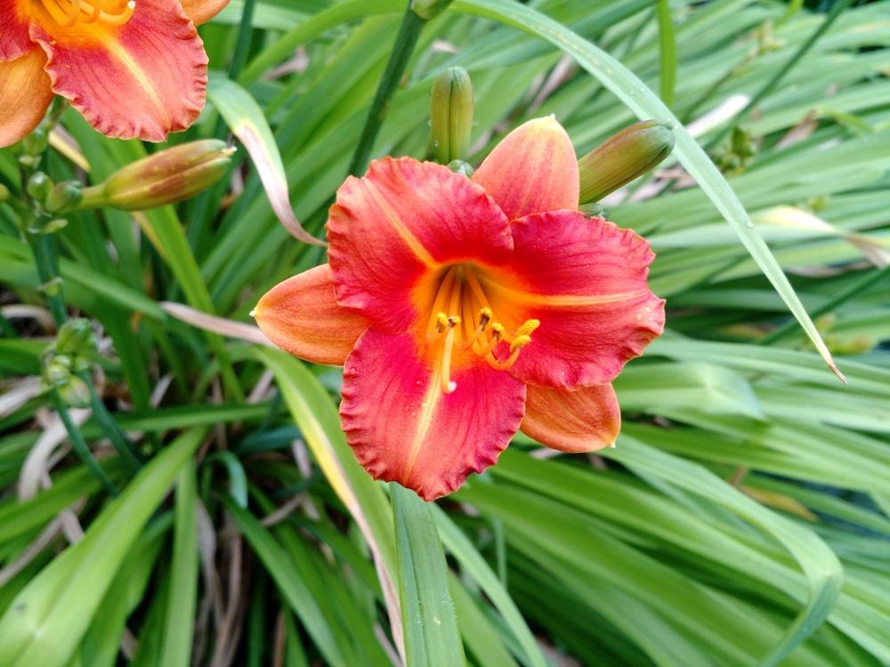 I need a color..Bright Orange in the Daylilies forum - Garden.org