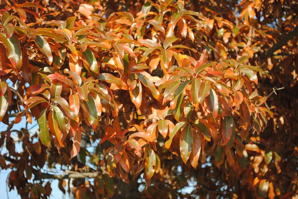 Photo of the leaves of Shingle Oak (Quercus imbricaria) posted by ...