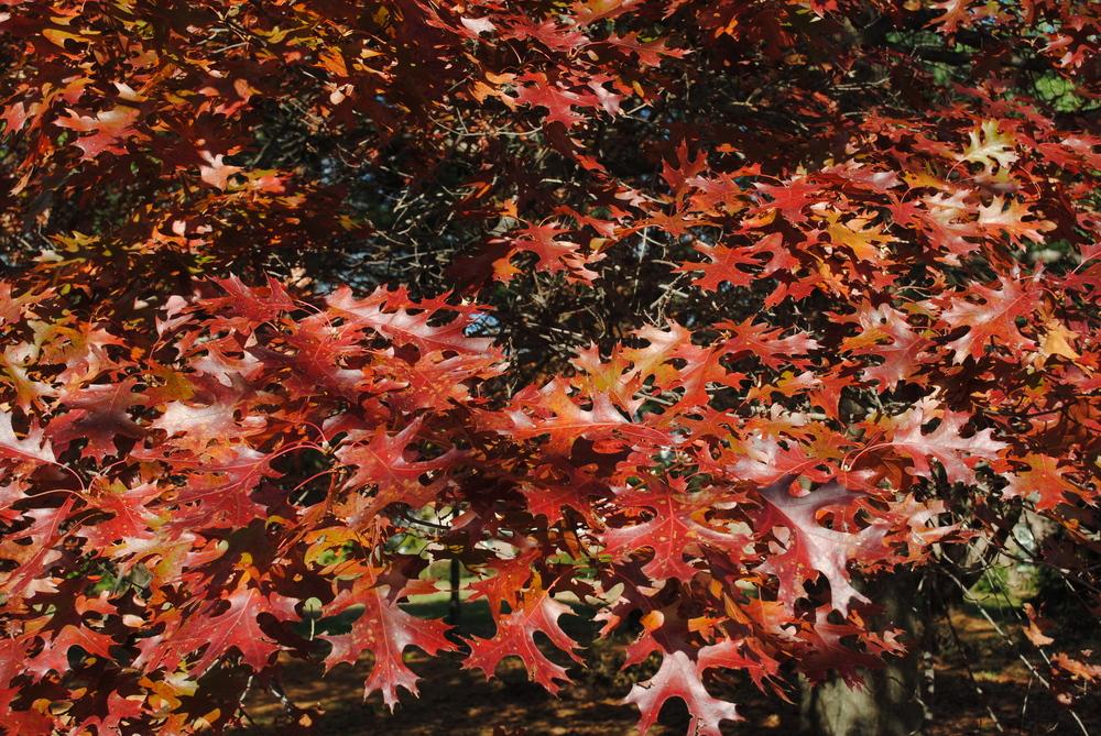 Photo of the fall color of Northern Red Oak (Quercus rubra) posted by ...