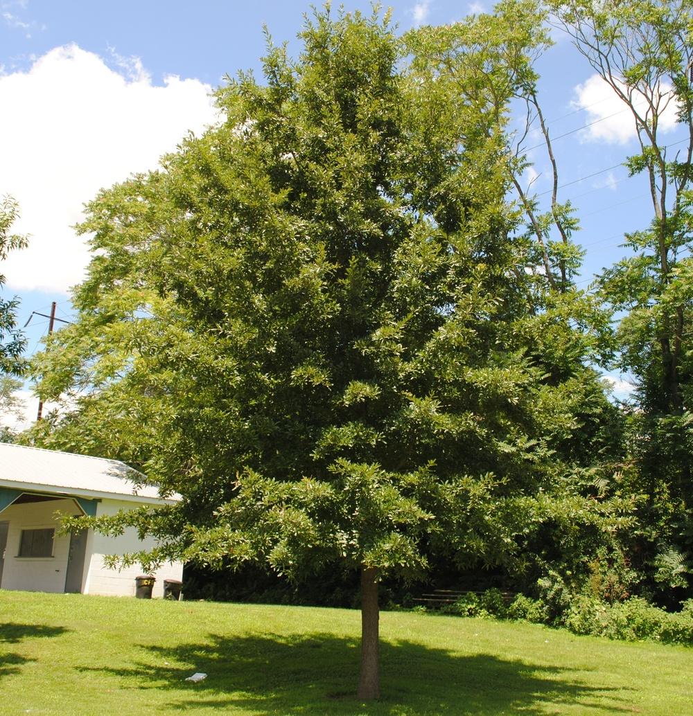 Photo of the entire plant of Shingle Oak (Quercus imbricaria) posted by ...
