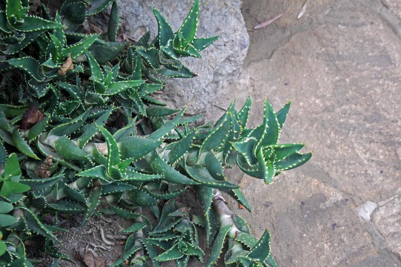 Jeweled Aloe (Aloe distans) in the Aloes Database - Garden.org