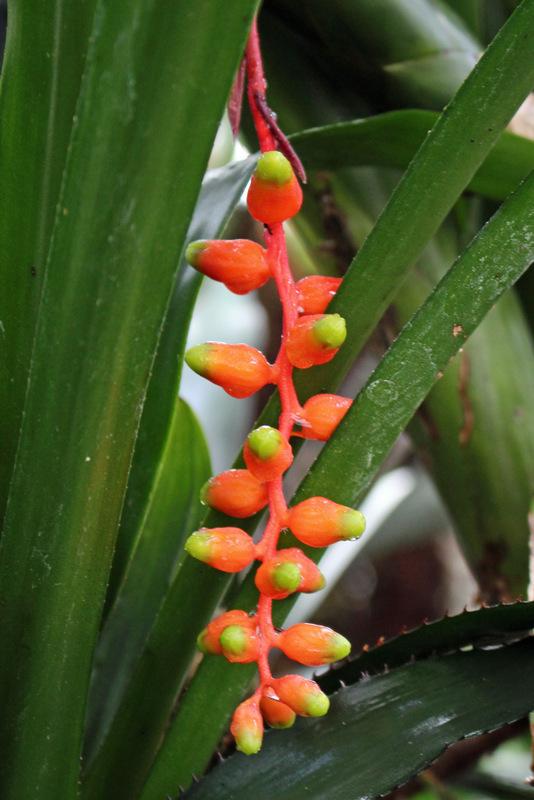 Bromeliad (Aechmea racinae var. tubiformis) - Garden.org