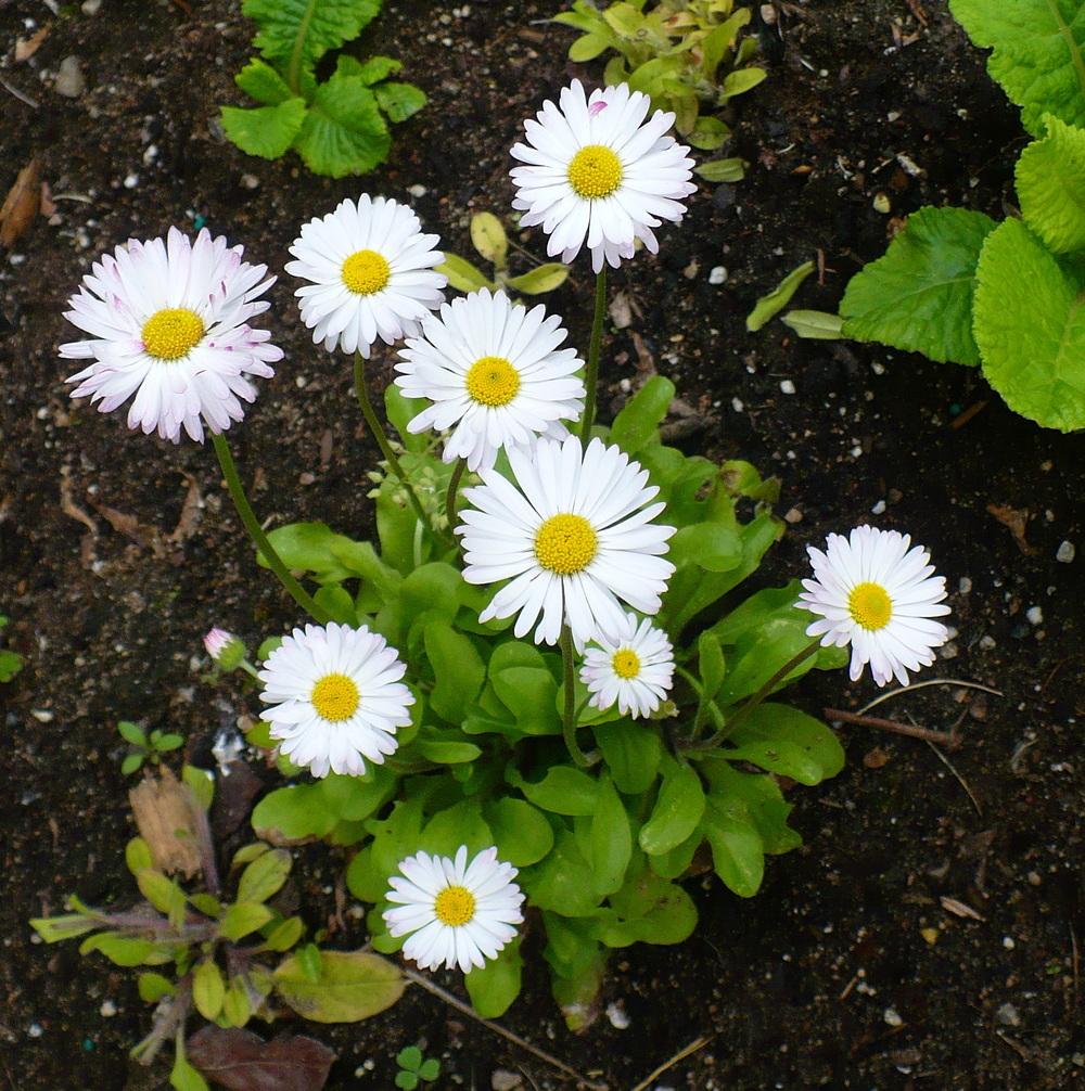 Photo of the entire plant of English Daisy (Bellis perennis) posted by ...