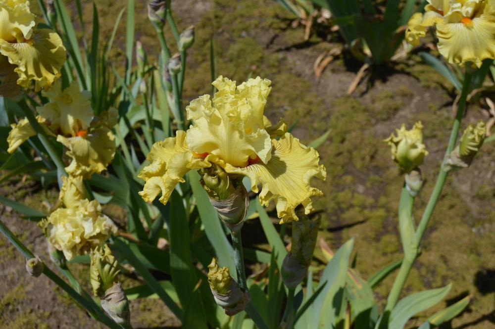 Photo of the bloom of Tall Bearded Iris (Iris 'Shadowed Light') posted ...