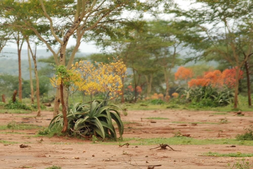 Aloe (Aloe gilbertii) in the Aloes Database - Garden.org