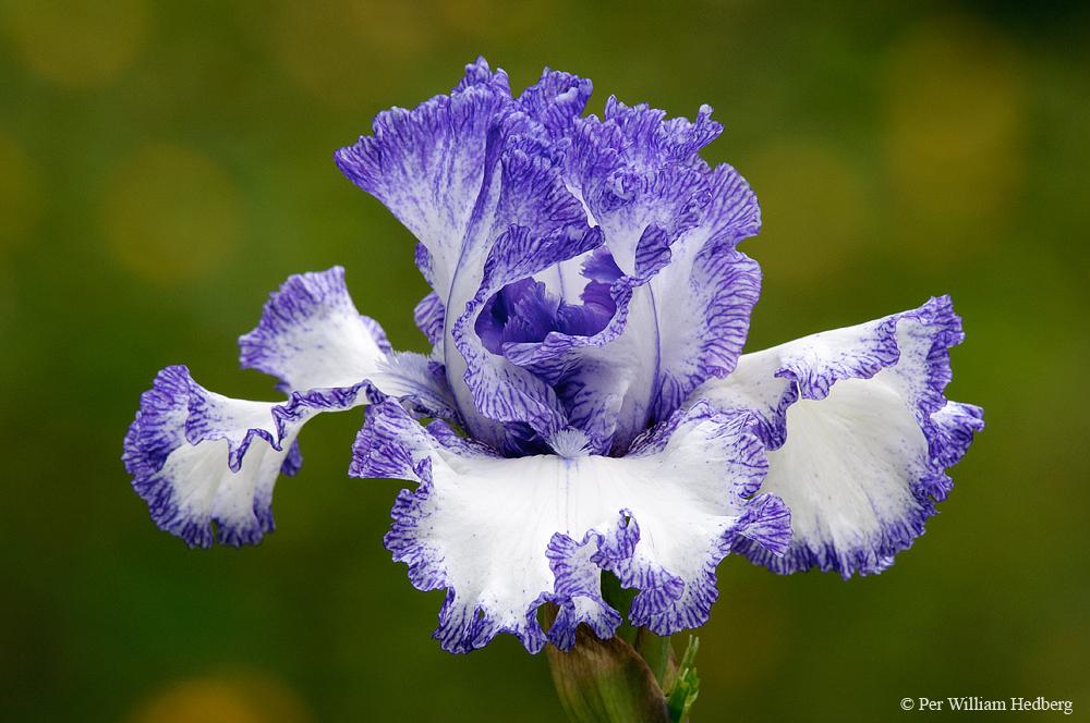 Tall Bearded Iris (Iris 'Ink Patterns') in the Irises Database - Garden.org