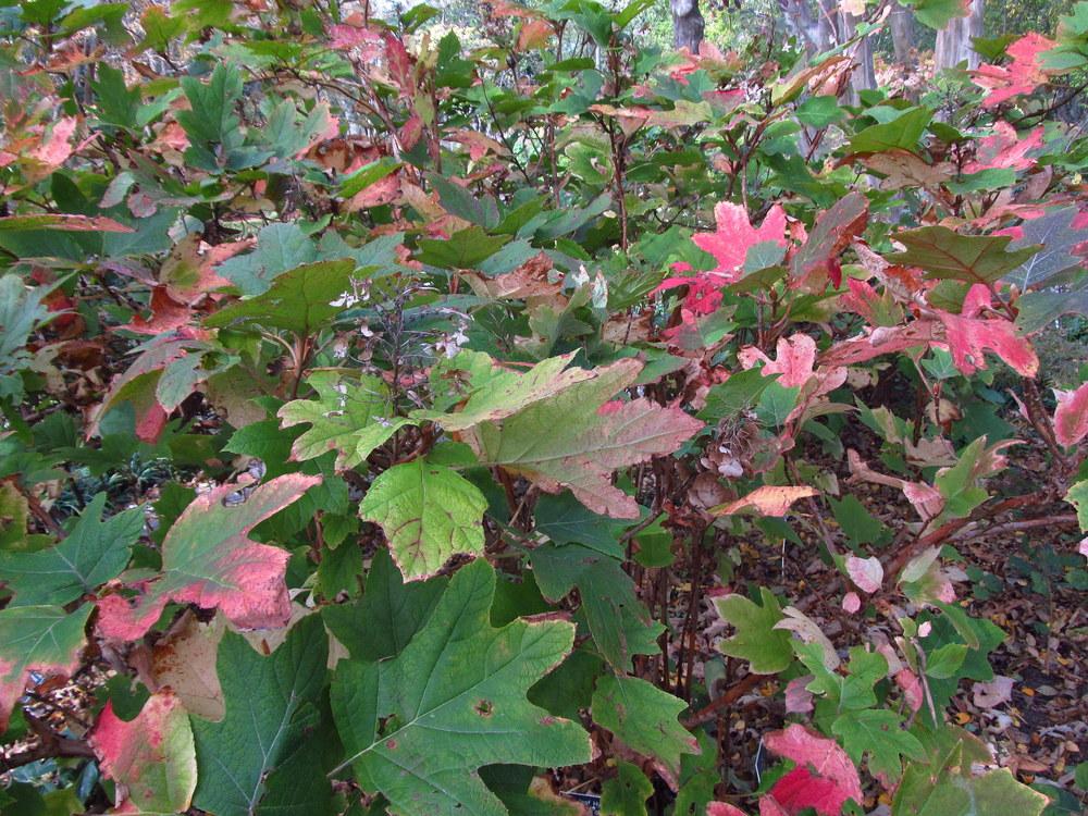 Photo of the fall color of Oakleaf Hydrangea (Hydrangea quercifolia ...