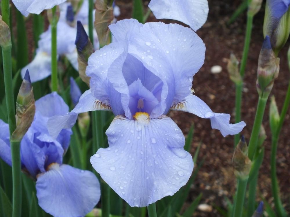Tall Bearded Iris (Iris 'Distance') in the Irises Database - Garden.org