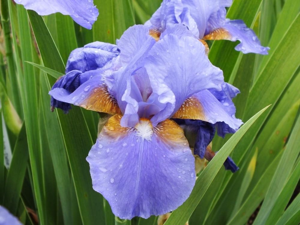 Tall Bearded Iris (Iris 'Tyrolean Blue') in the Irises Database ...
