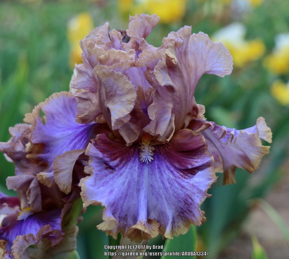 Tall Bearded Iris (Iris 'Panjandrum') in the Irises Database - Garden.org