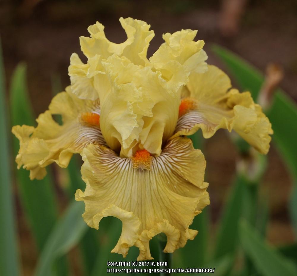 Tall Bearded Iris (Iris 'Shadowed Light') in the Irises Database ...