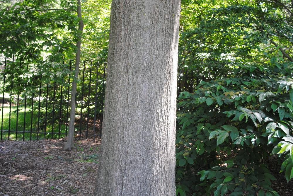 Quercus Shumardii Bark