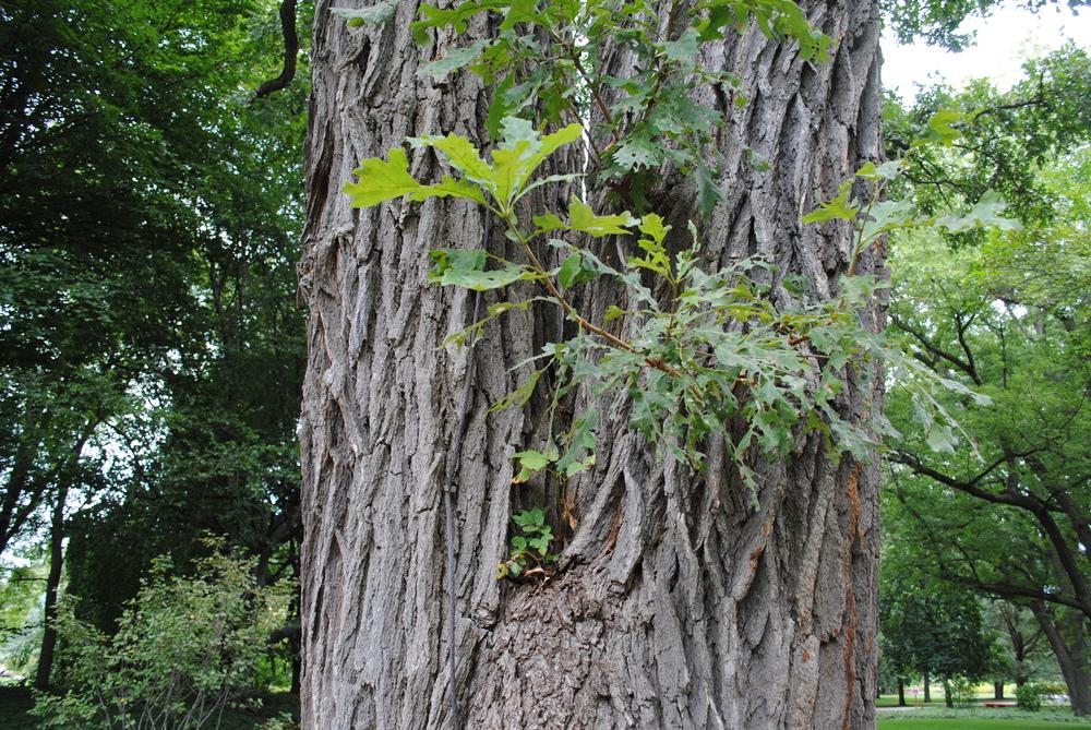 Photo of the stem, scape, stalk or bark of Bur Oak (Quercus macrocarpa ...