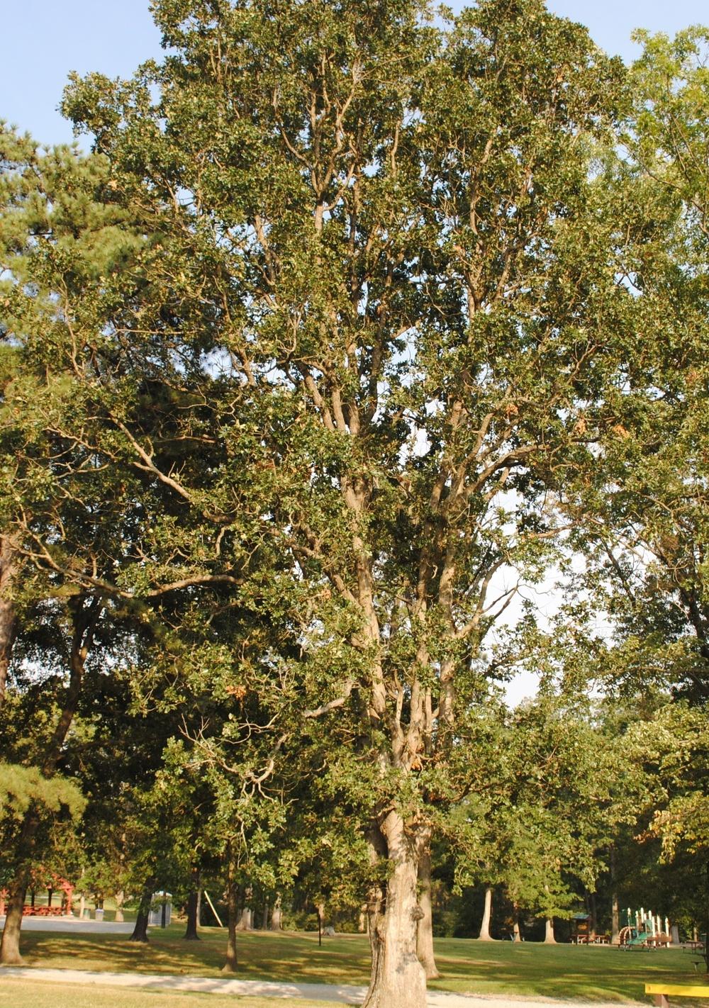 Photo of the entire plant of Post Oak (Quercus stellata) posted by ...