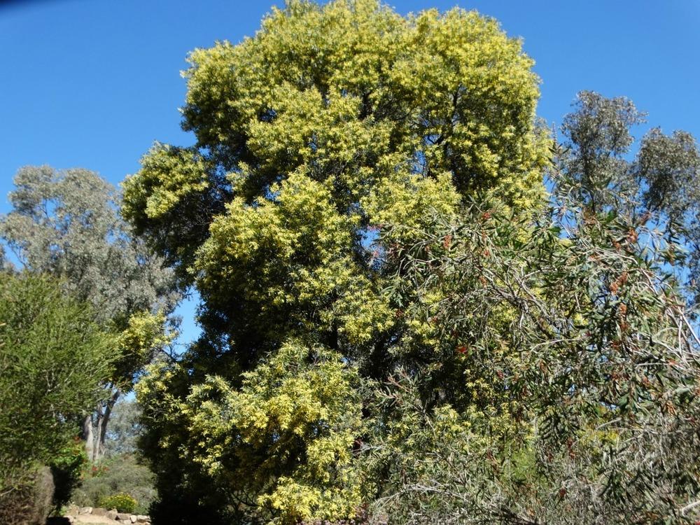 Photo of the entire plant of Coast Myall (Acacia binervia) posted by ...