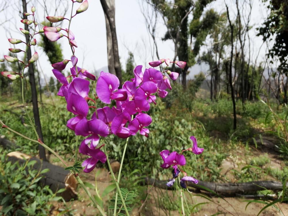 Smooth Darling Pea (Swainsona galegifolia) - Garden.org
