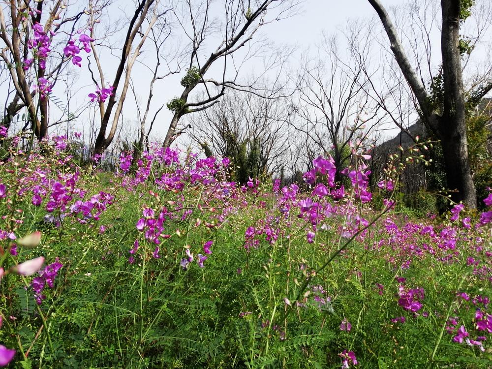 Photo of the entire plant of Smooth Darling Pea (Swainsona galegifolia ...