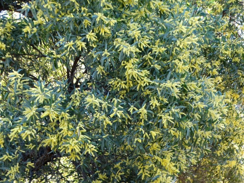 Photo of the entire plant of Coast Myall (Acacia binervia) posted by ...