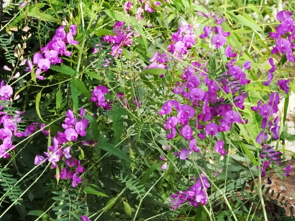 Photo of the entire plant of Smooth Darling Pea (Swainsona galegifolia ...