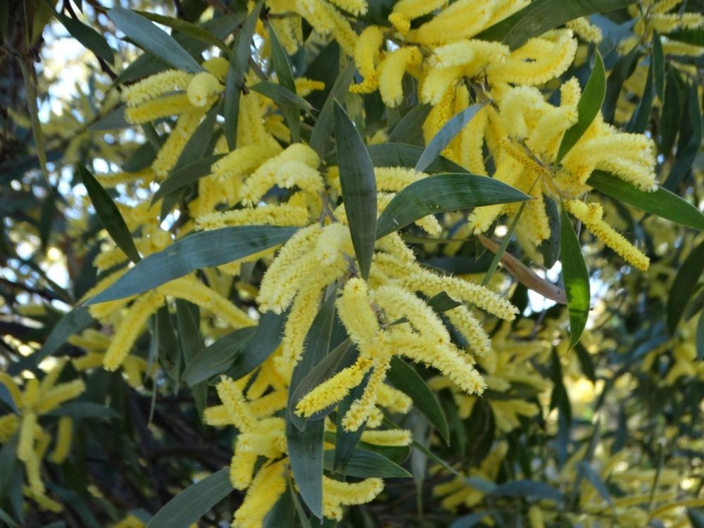 Coast Myall (Acacia binervia) - Garden.org