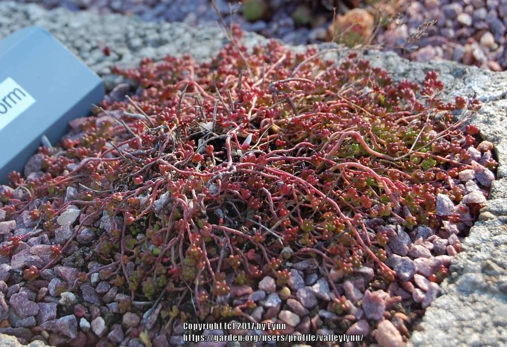 Sedums: Plant Care and Collection of Varieties - Garden.org