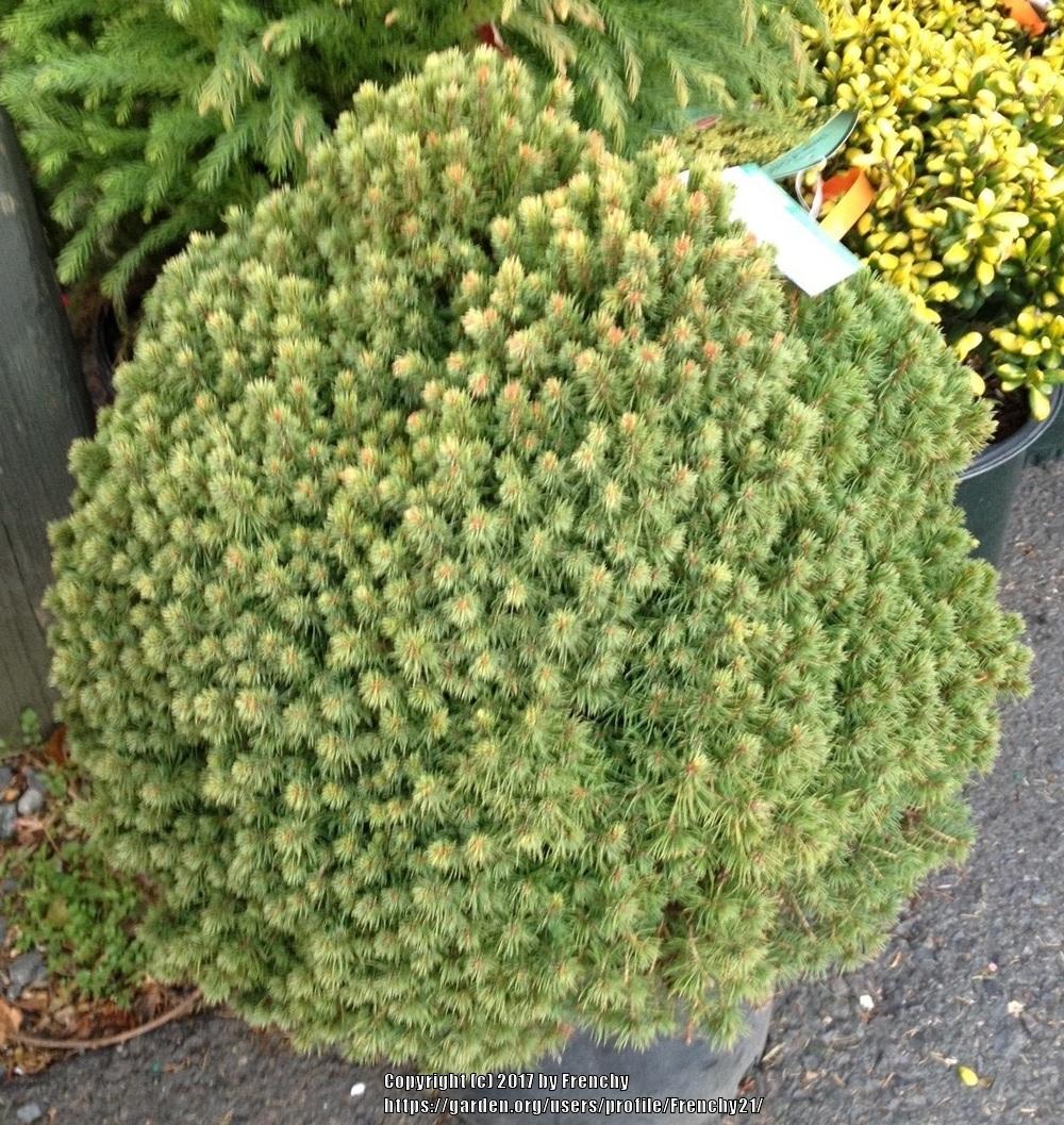 Spruces: Plant Care and Collection of Varieties - Garden.org