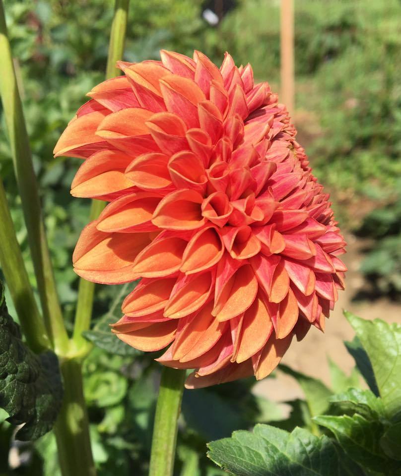 Photo of the bloom of Dahlia 'Hy Suntan' posted by Melissamaeday ...